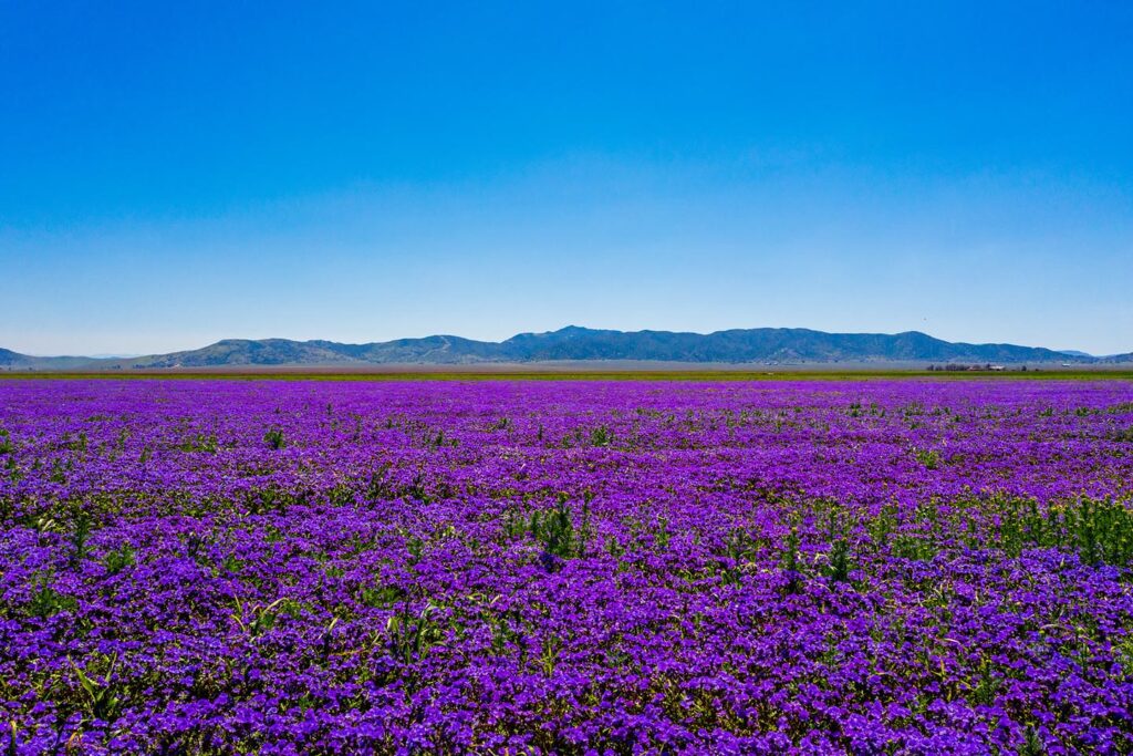 Carrizo Plain Superbloom: Best Time to Visit and Where to See ...