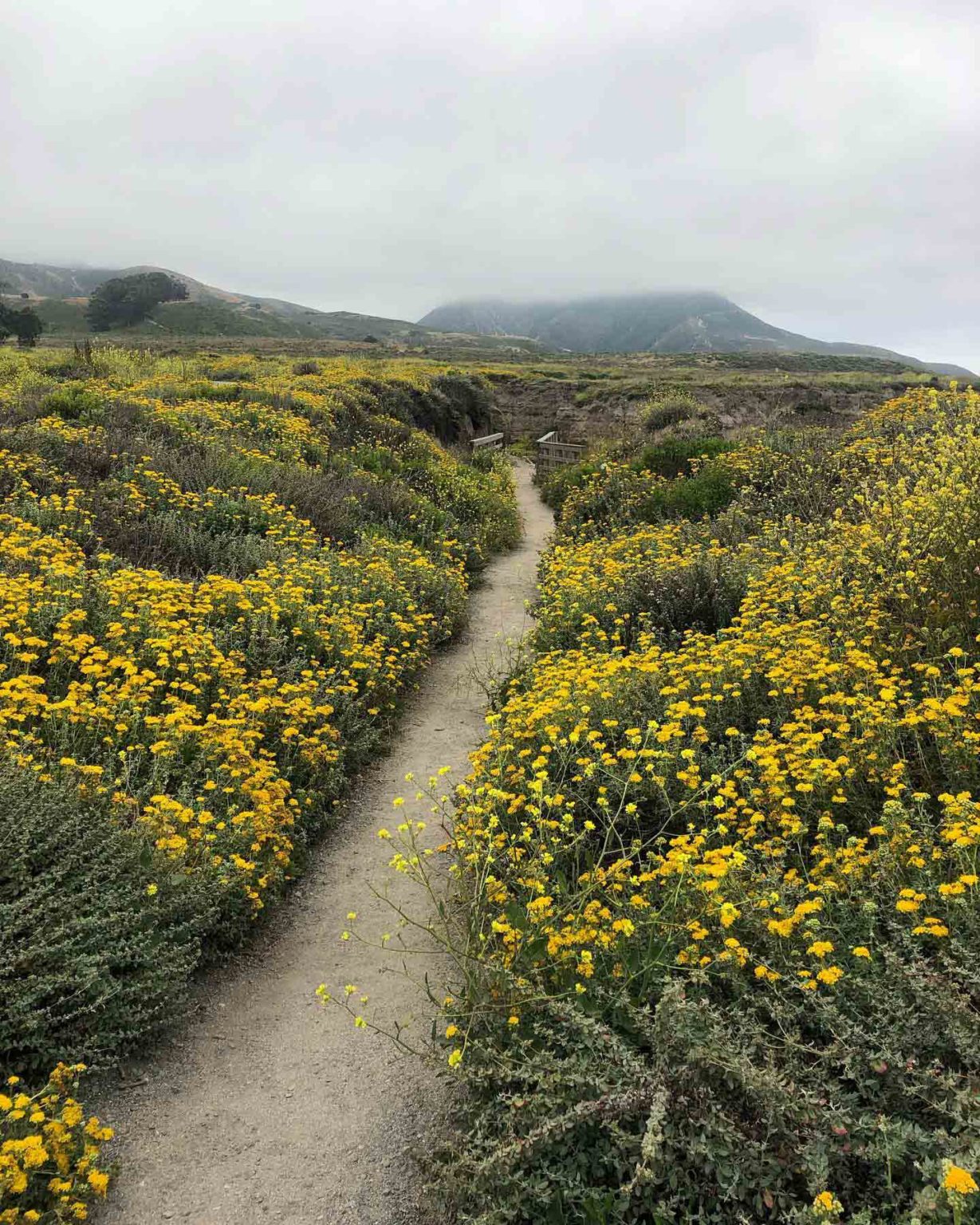 Wildflowers on Highway 1 - Highway 1 Road Trip